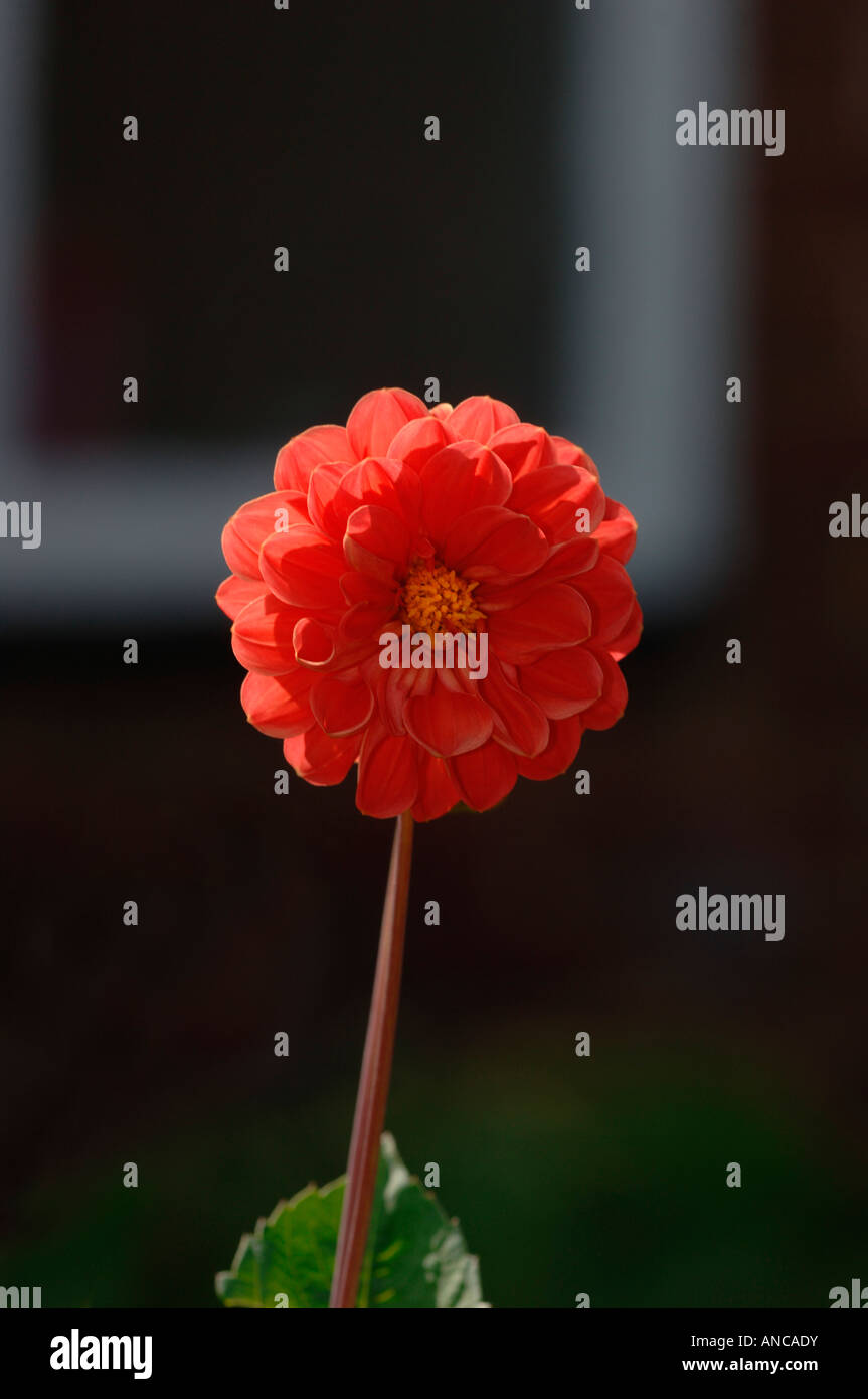 A Single Red Dahlia Flower Stock Photo - Alamy