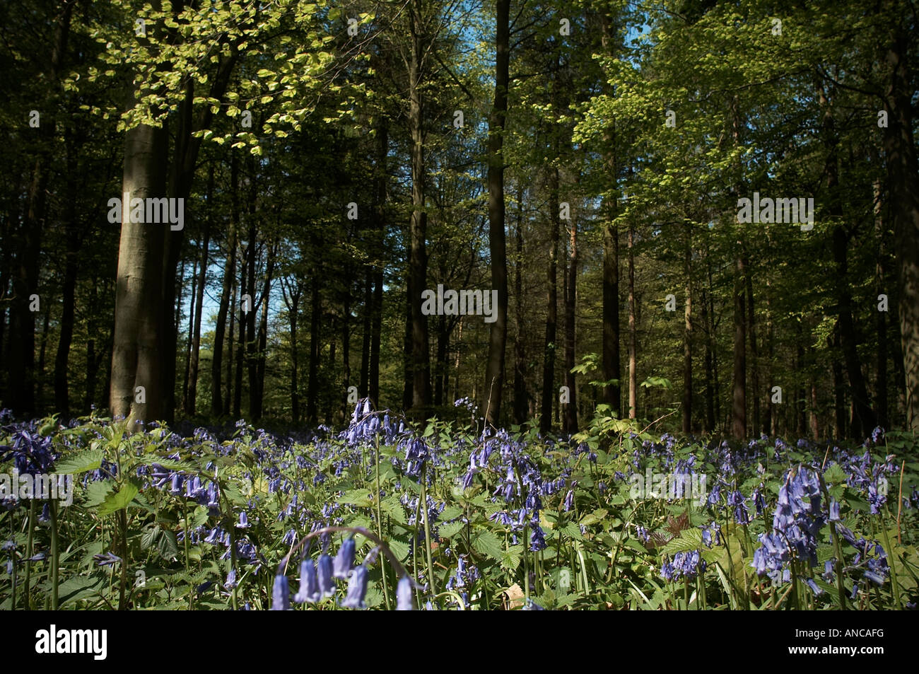 bluebell blue bell wood woodland wild flower Stock Photo - Alamy