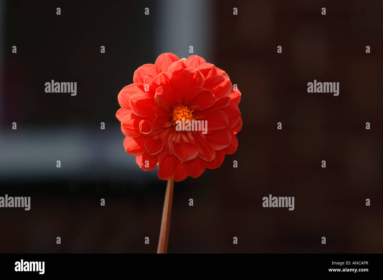 A Single Red Dahlia Flower Stock Photo - Alamy