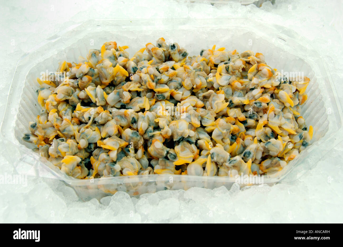 Cockles wales hi-res stock photography and images - Alamy