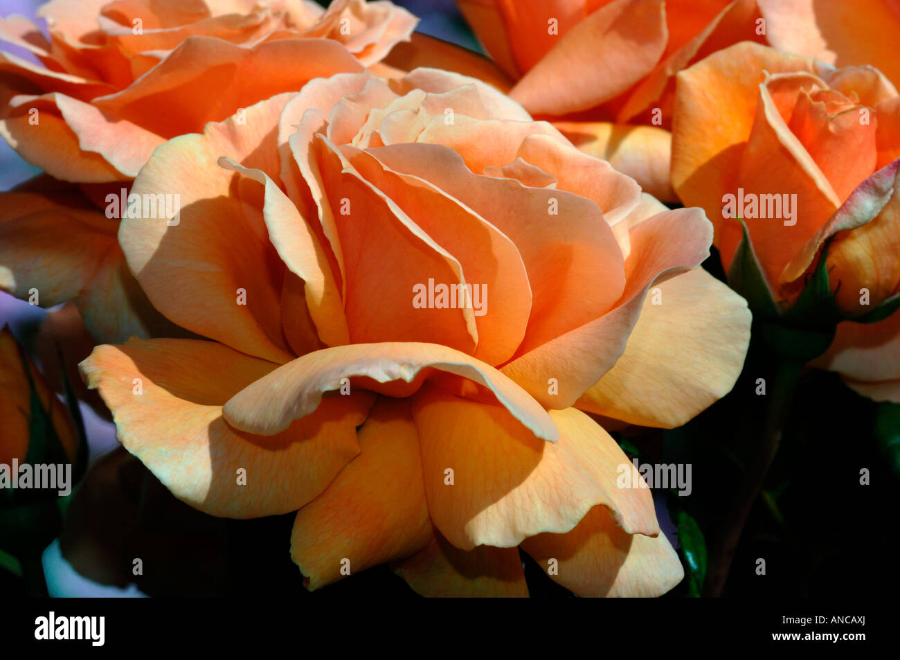 A Variation Of Peach Coloured Roses Stock Photo - Alamy