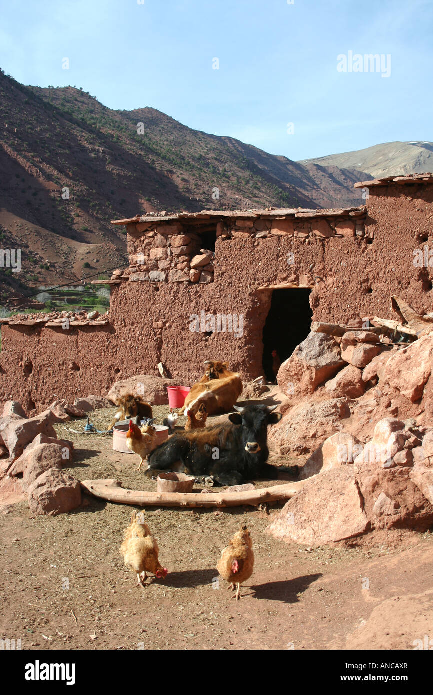 View of Berber house and domestic animals in courtyard with High Atlas ...