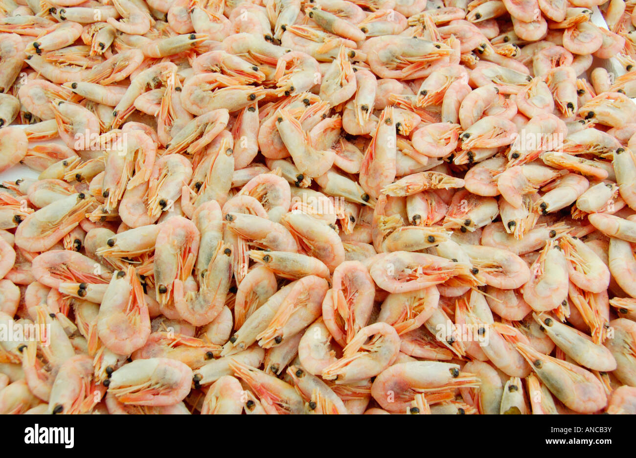 Prawn british isles hi-res stock photography and images - Alamy