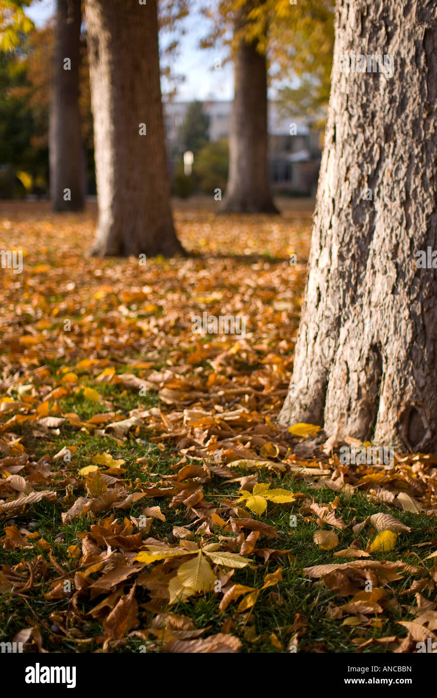 A lovely fall day with leaves scattered in a park Stock Photo - Alamy