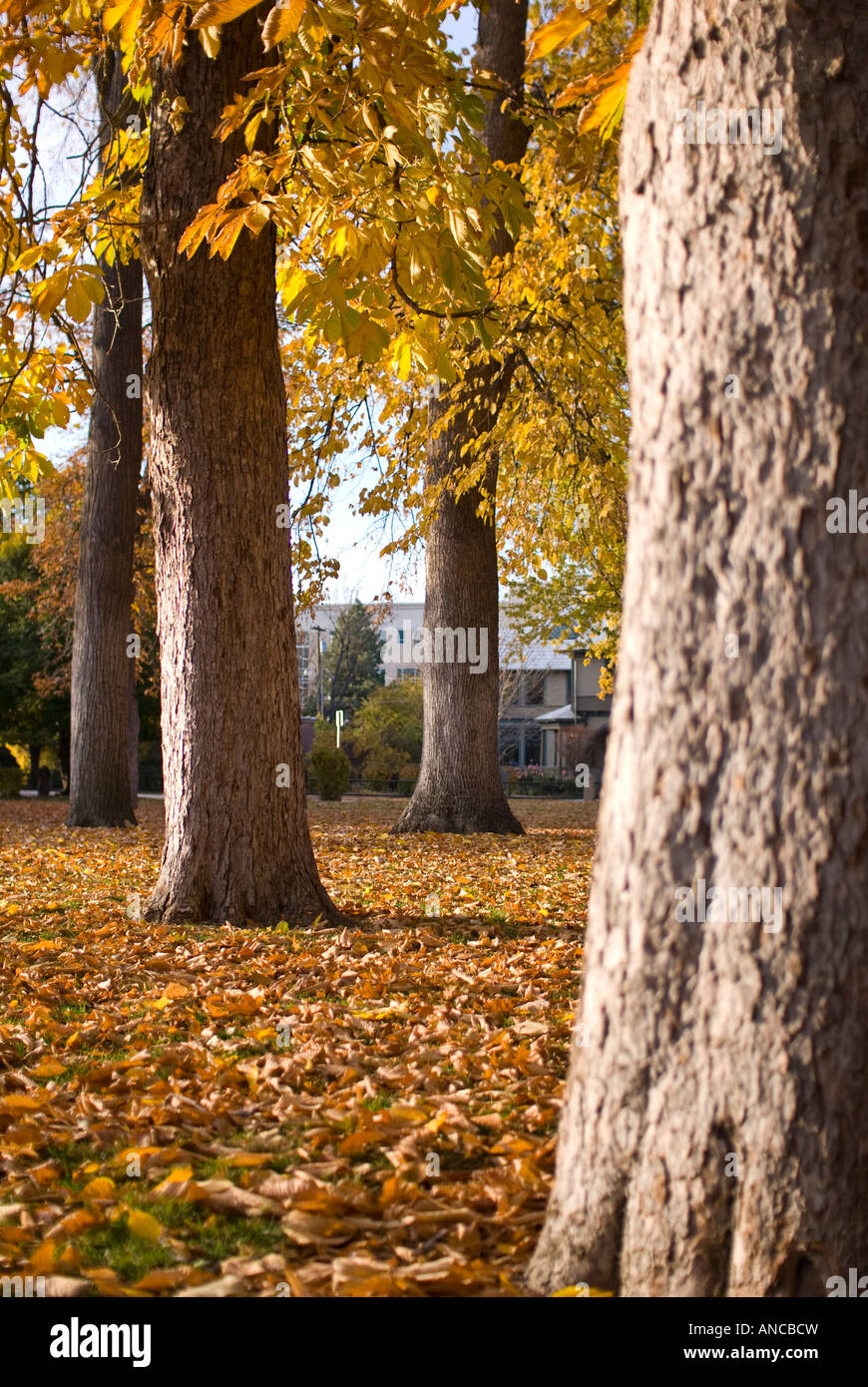 A lovely fall day with leaves scattered in a park Stock Photo - Alamy