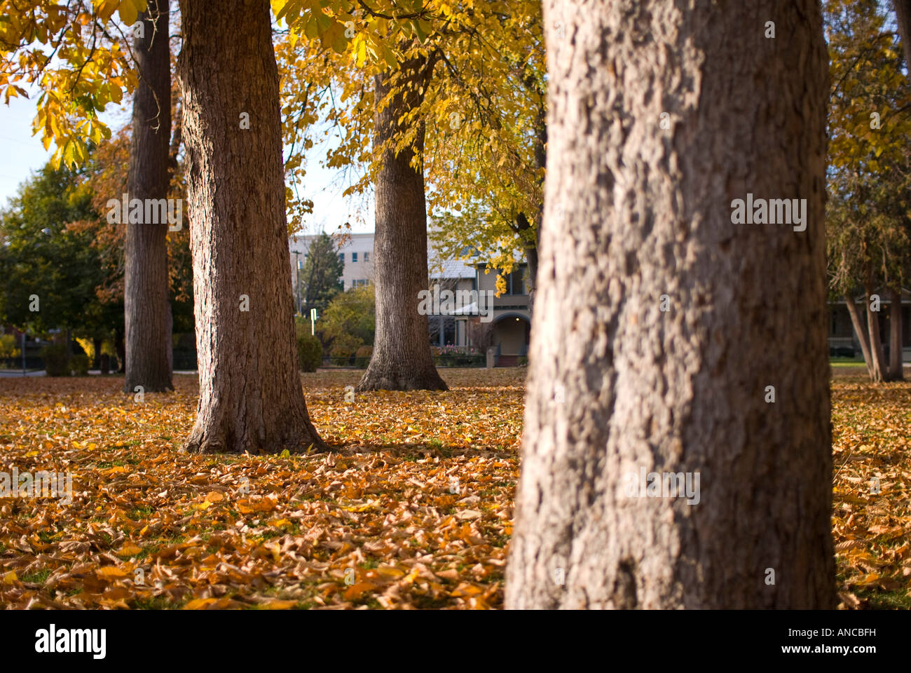 A lovely fall day with leaves scattered in a park Stock Photo - Alamy