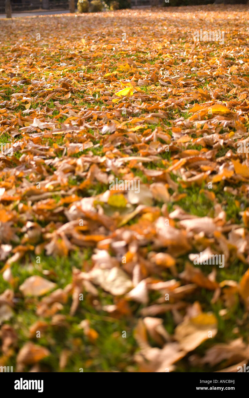 A lovely fall day with leaves scattered in a park Stock Photo - Alamy
