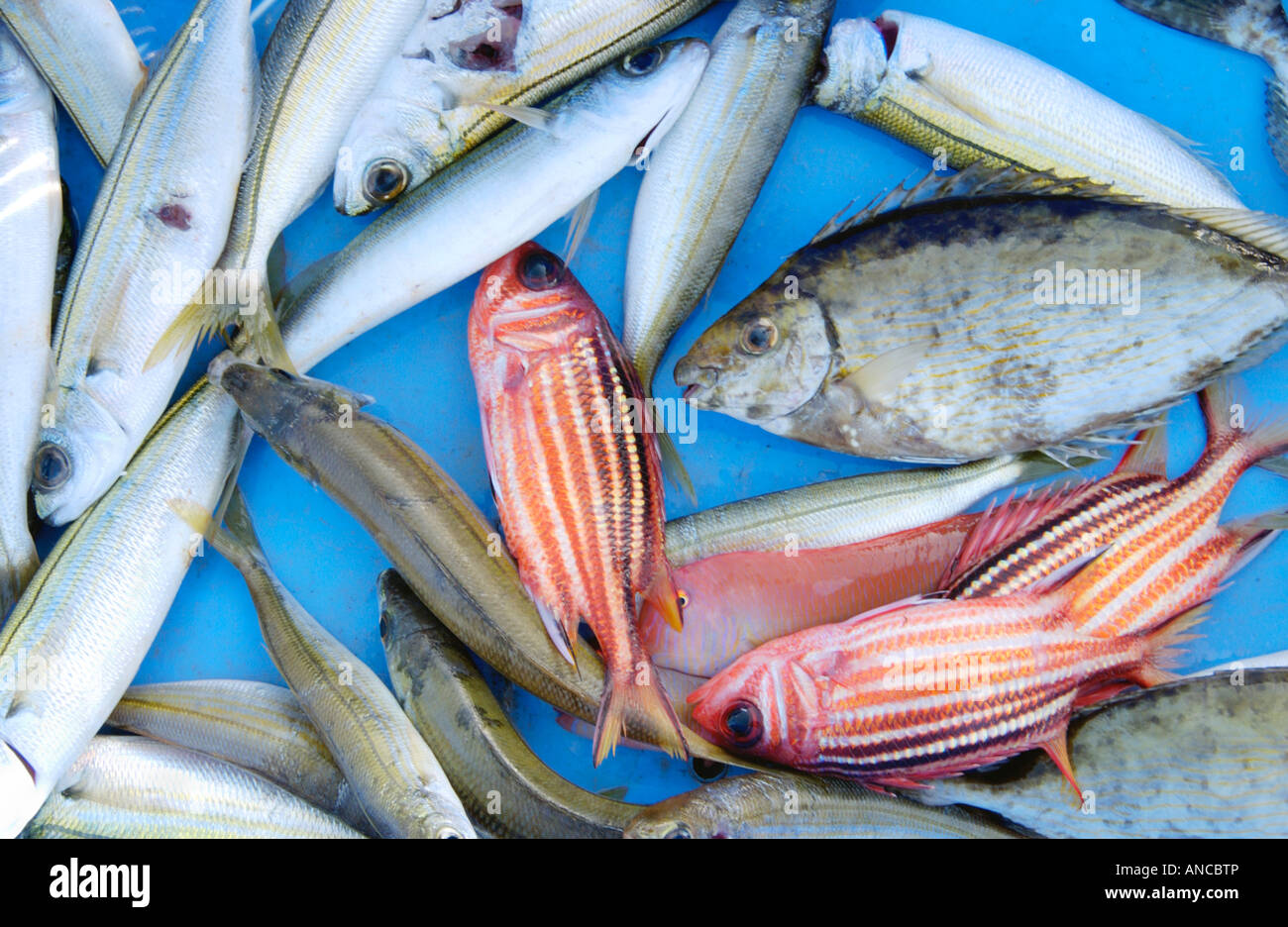 Cypriot life cypriot fishing hi-res stock photography and images - Alamy