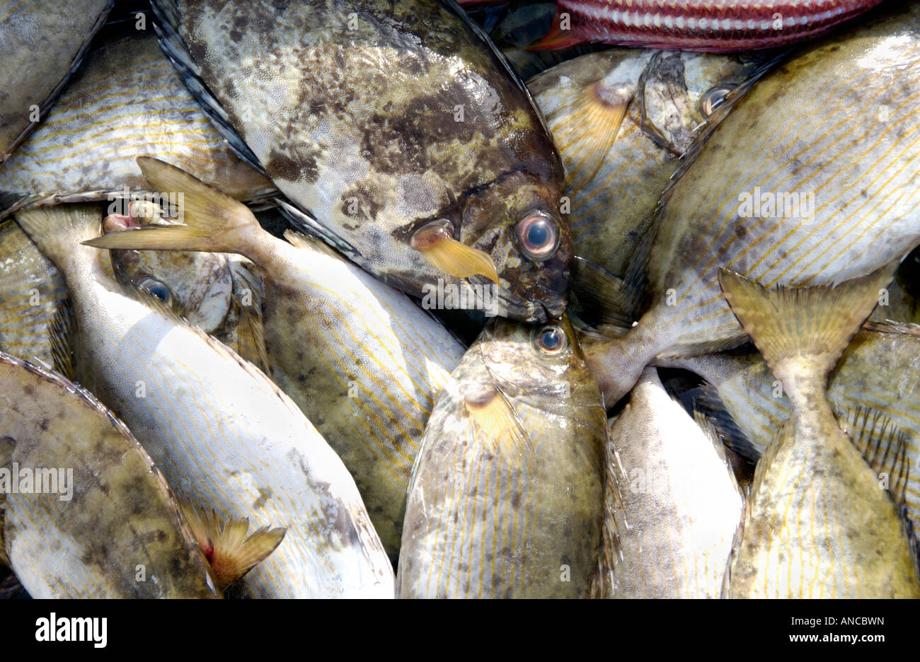 Cypriot life cypriot fishing hi-res stock photography and images - Alamy