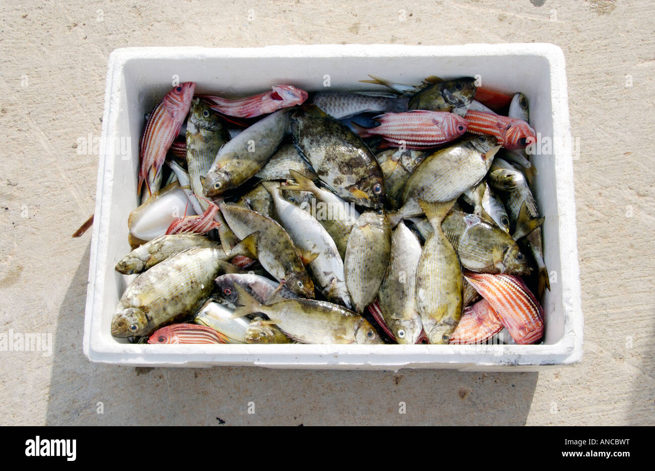 Typical catch of small fish by local fishermen at Paralimni Fishing ...