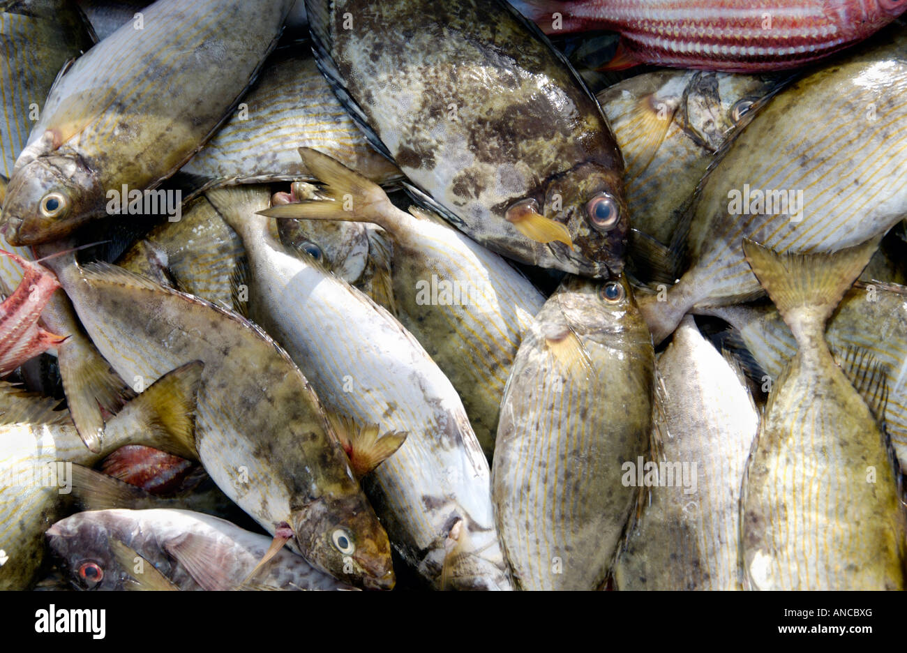 Cypriot life cypriot fishing hi-res stock photography and images - Alamy