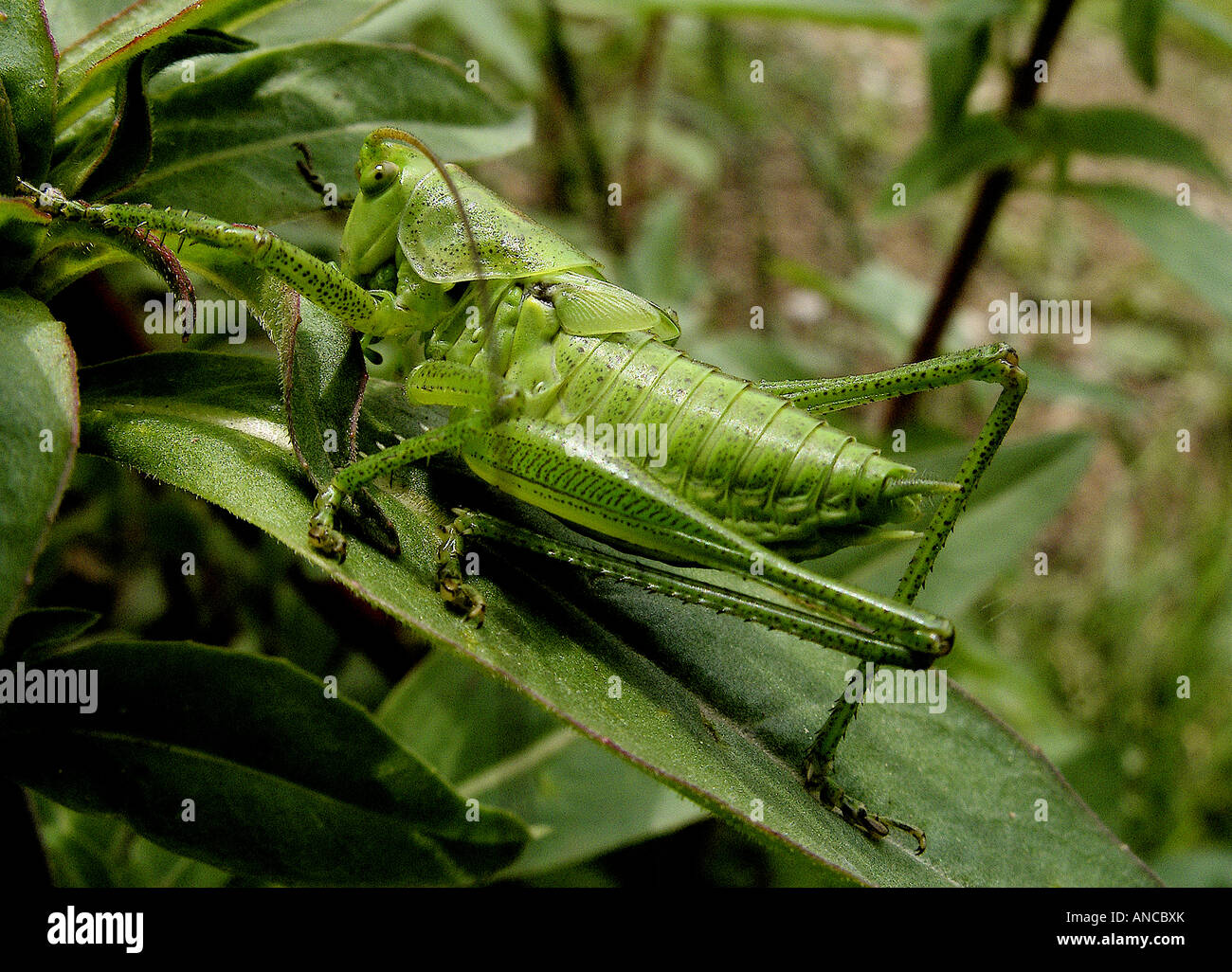 grasshopper green leaf close-up Stock Photo - Alamy