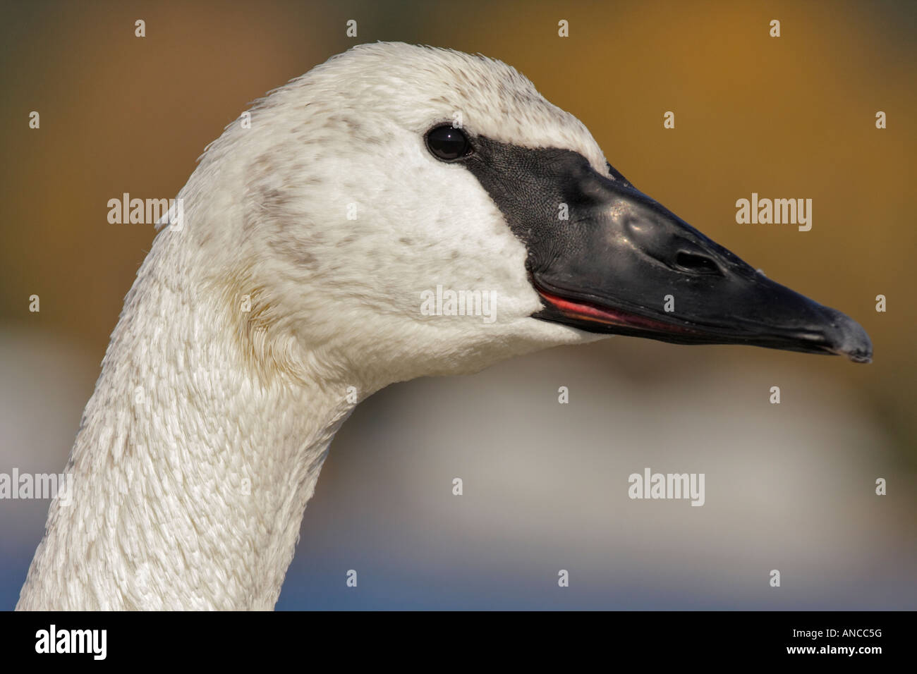 Closeup portrait of trumpeter swan Victoria British Columbia Canada ...
