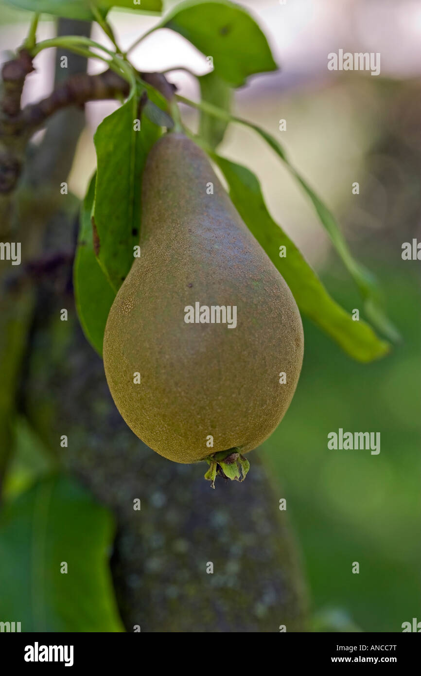 Conference pear in an English orchard Stock Photo - Alamy
