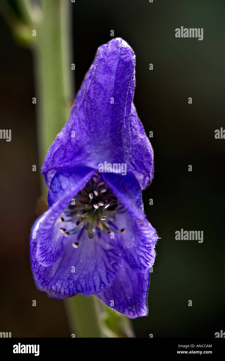 Monkshood hi-res stock photography and images - Alamy