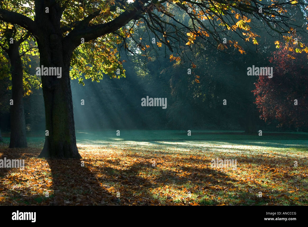 Rays of sunlight streak the morning mist in a London park Stock Photo ...