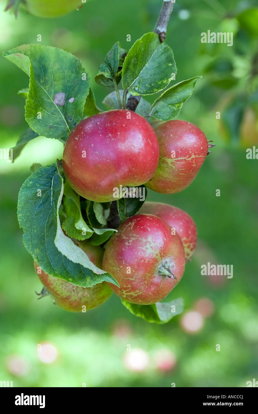 Apple tree hi-res stock photography and images - Alamy