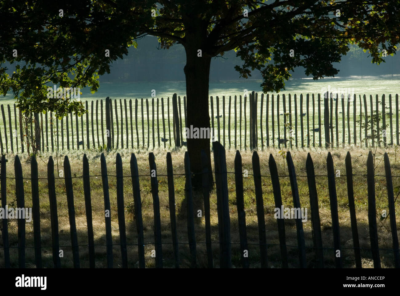 Early morning sun on a fenced off nature preserve in a west London park ...