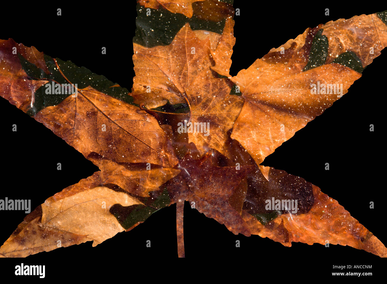 Digital leaf shaped montage Stock Photo - Alamy