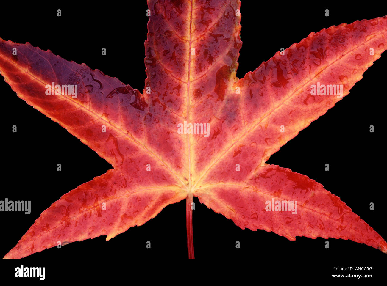 Sweet Gum tree leaf Stock Photo - Alamy