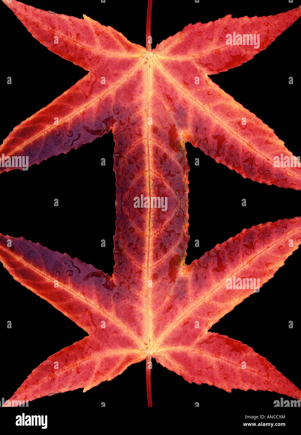 Digital creation using Sweet Gum tree leaf Stock Photo - Alamy