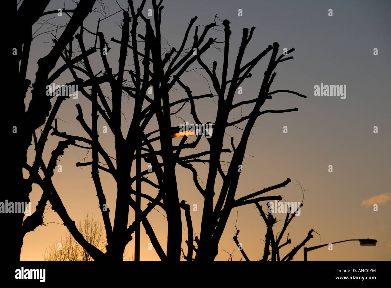 A streetlight flickers to life in a gaggle of heavily pruned sycamore ...