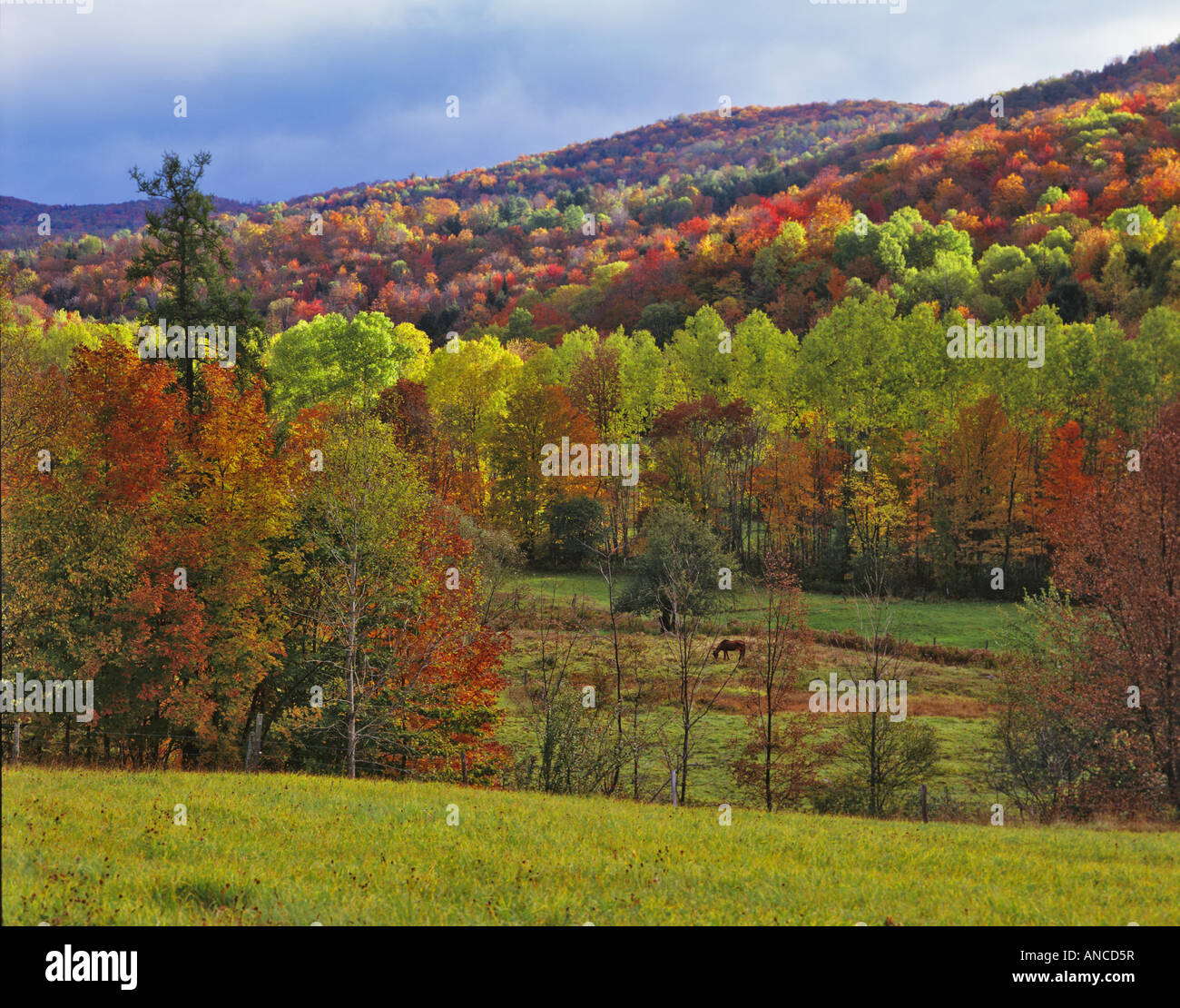 USA, Vermont. Autumn tree colors and lone horse in the Green Mountains ...