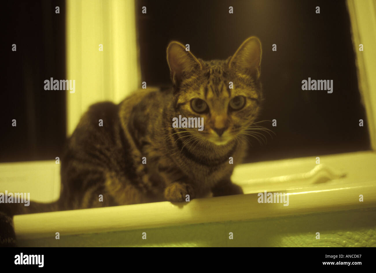 Cat sat on windowsill hi-res stock photography and images - Alamy