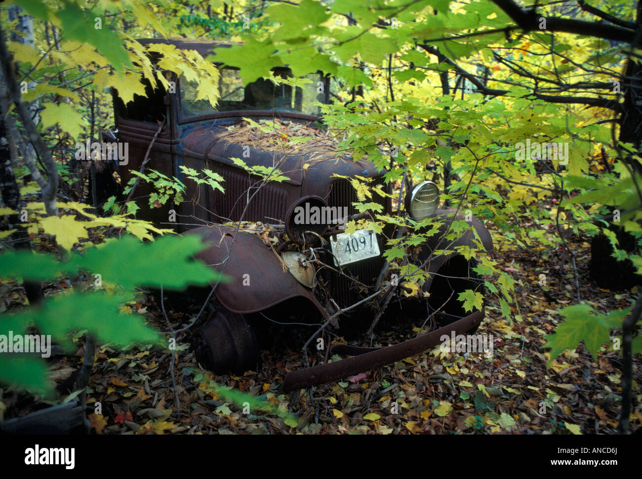 Rusty old Ford hidden in the back forests of Vermont Stock Photo - Alamy