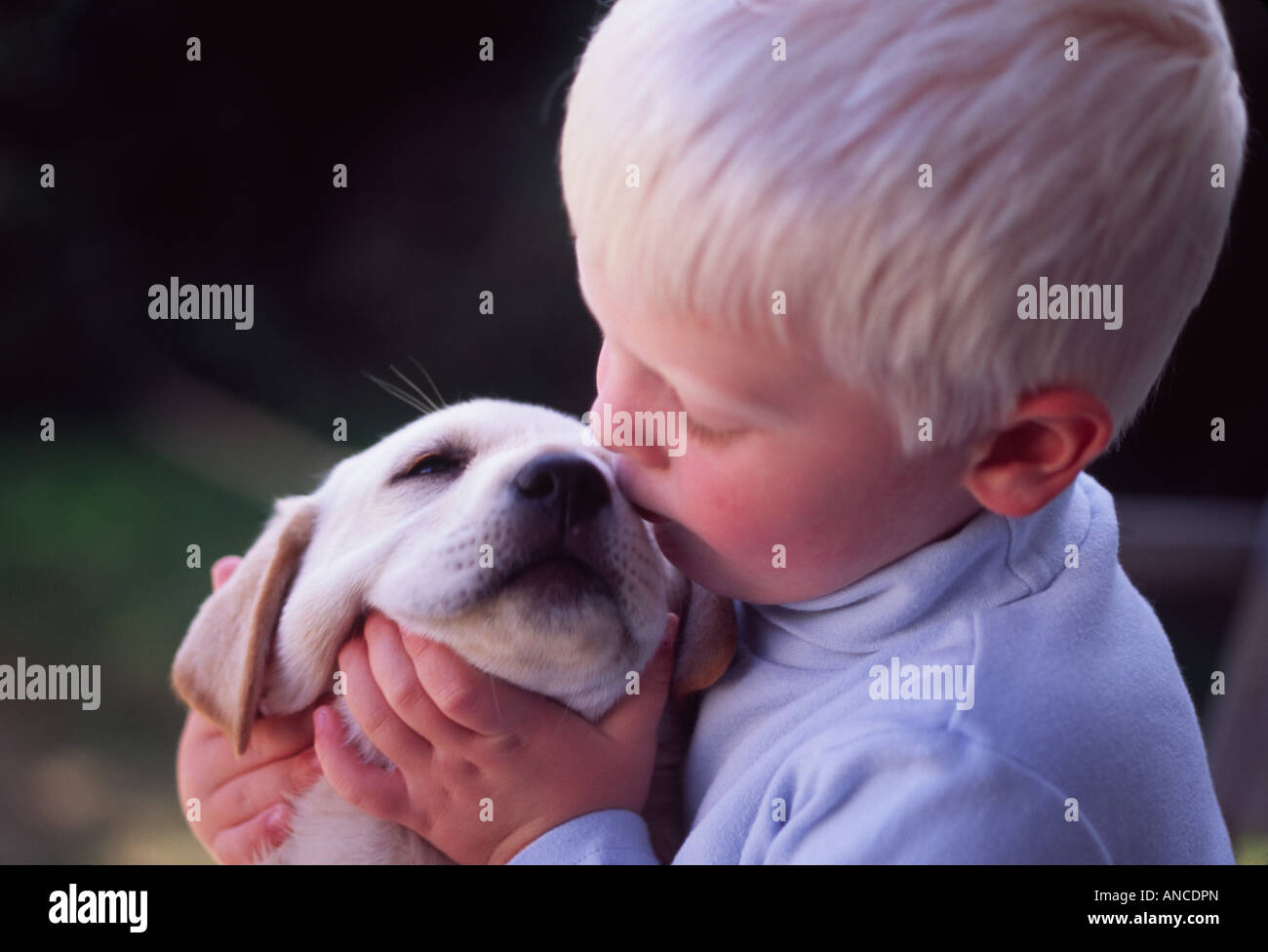 USA, Washington, Bellingham, Two-year-old Caucasian boy kissing white ...