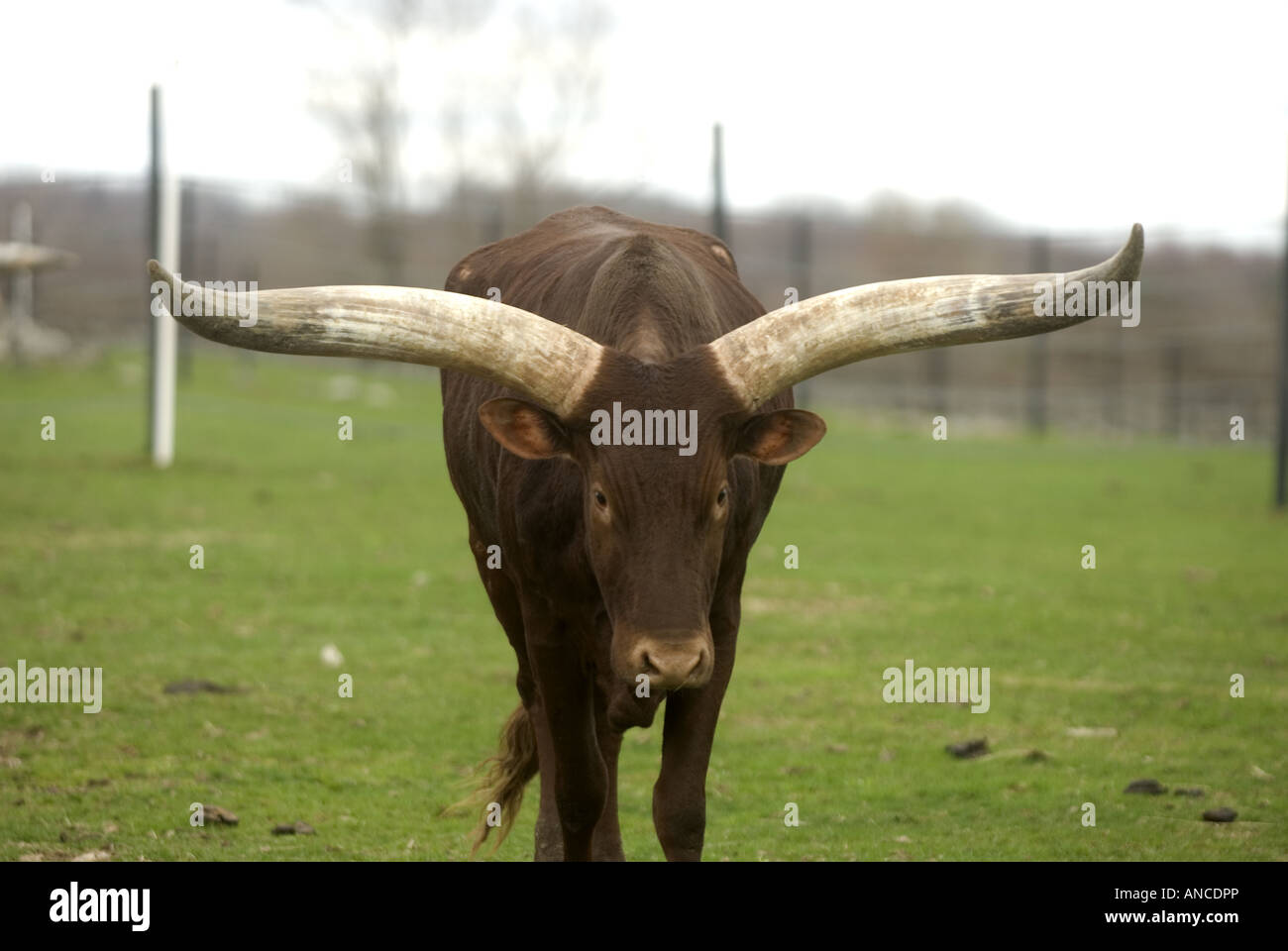A long horn cow Stock Photo - Alamy