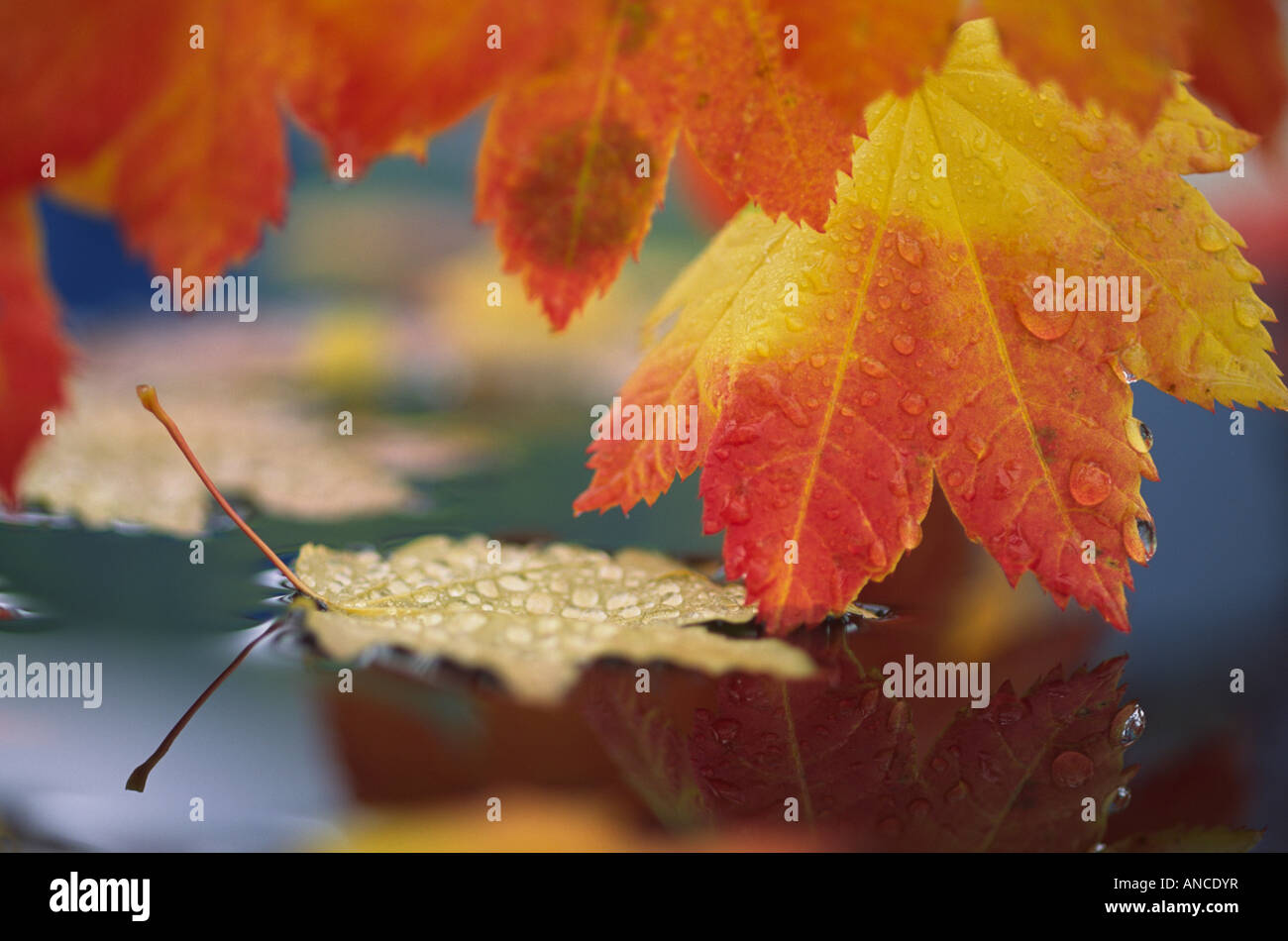 USA, Washington, Bellingham, Close-up of autumn vine maple leaves ...