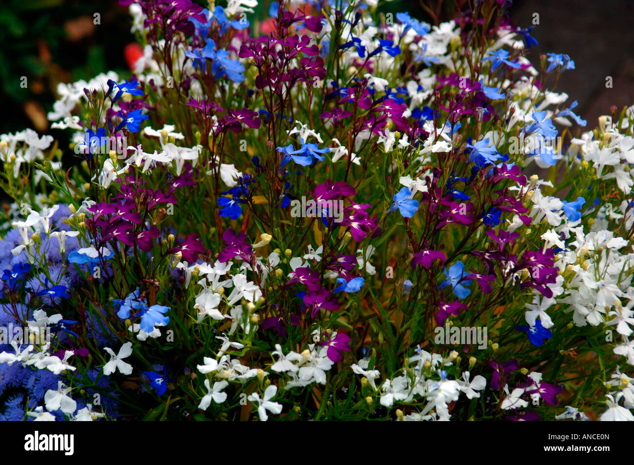 A Floral Display Of Different Coloured Lobelia Flowers Stock Photo - Alamy