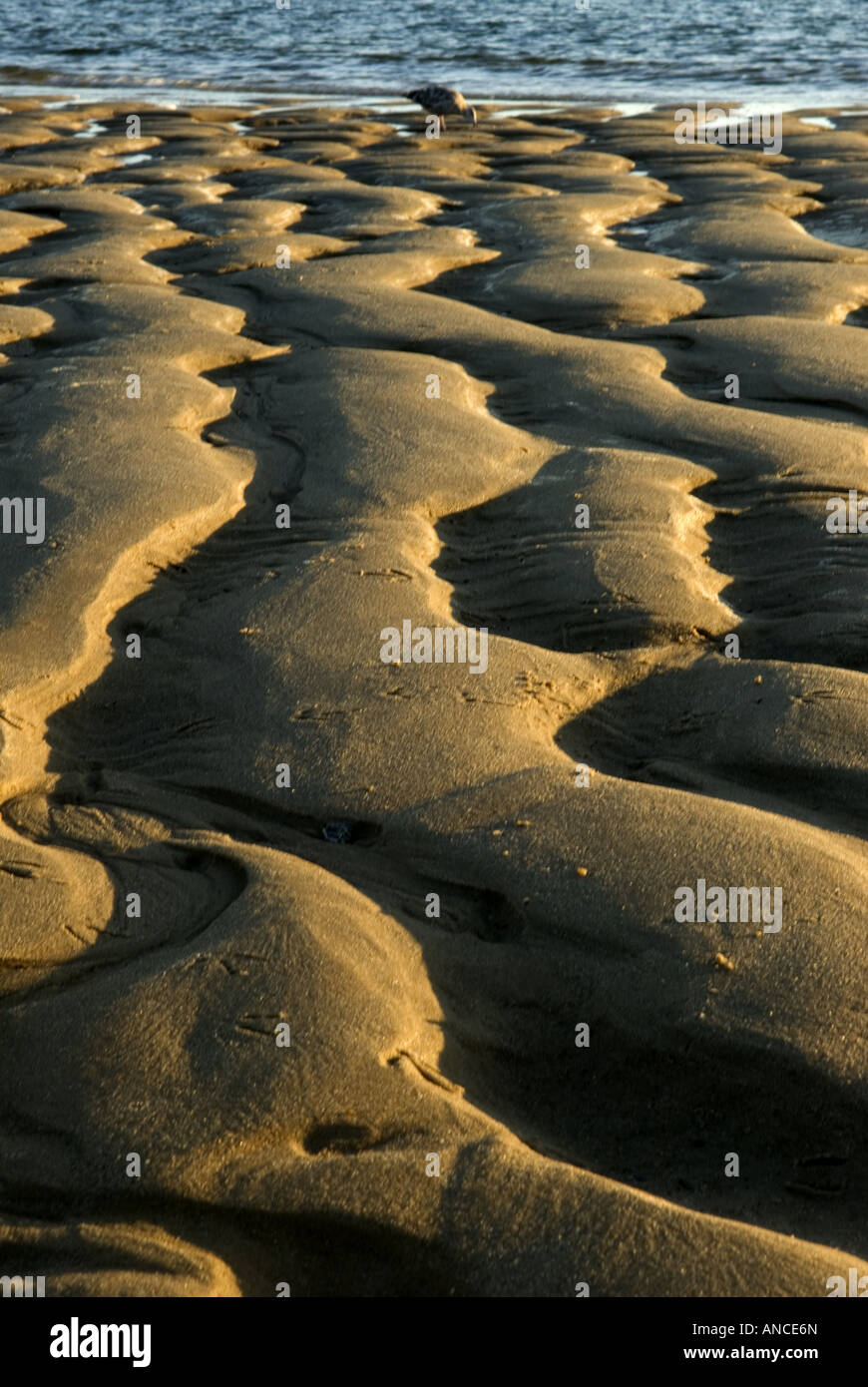 The change of the tide shapes the sand at the beach during an early ...