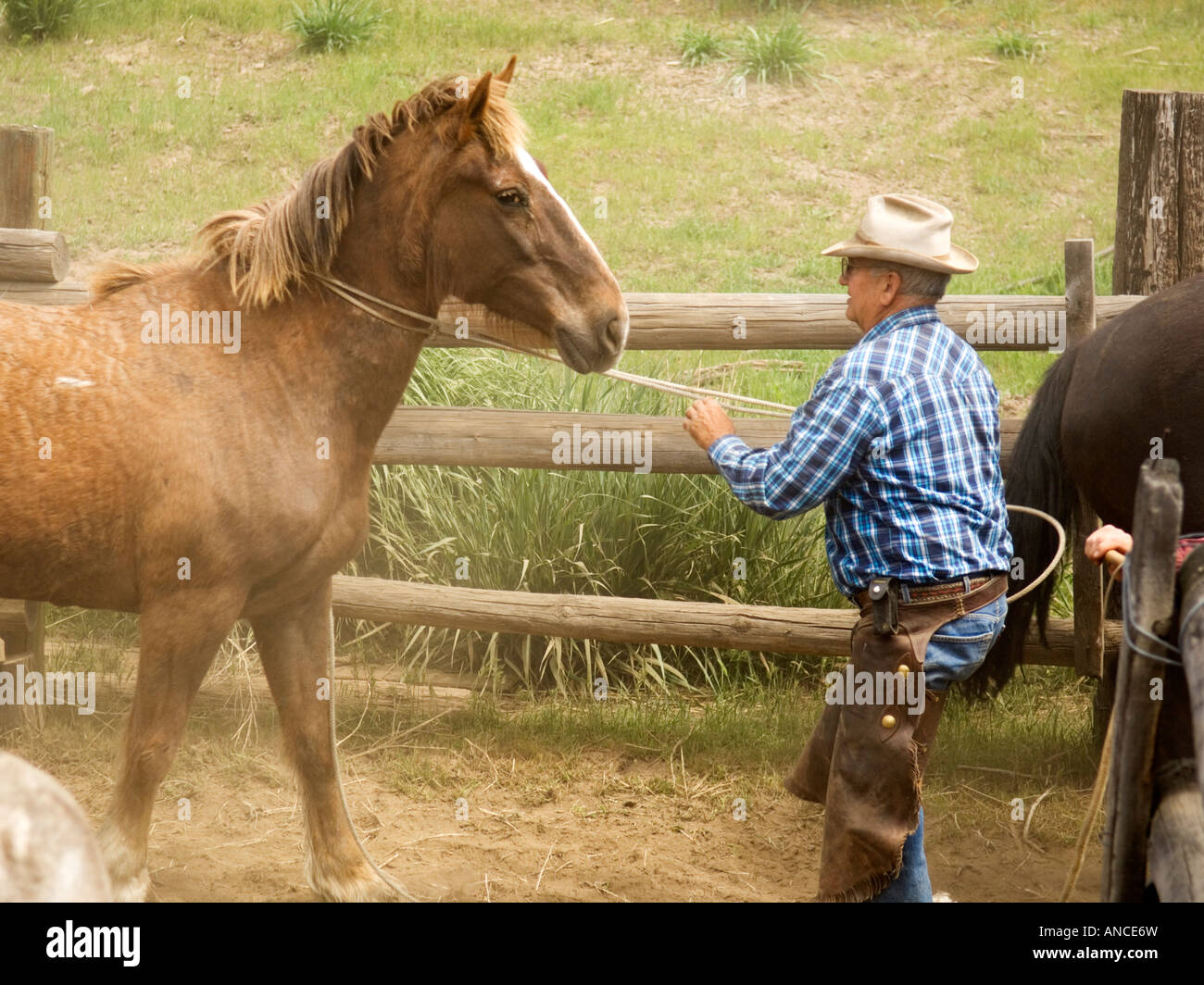 Lassoed hi-res stock photography and images - Alamy