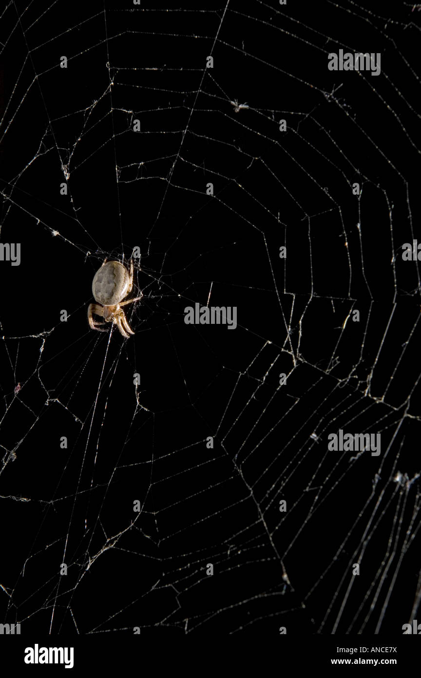 Spider instinct hi-res stock photography and images - Alamy