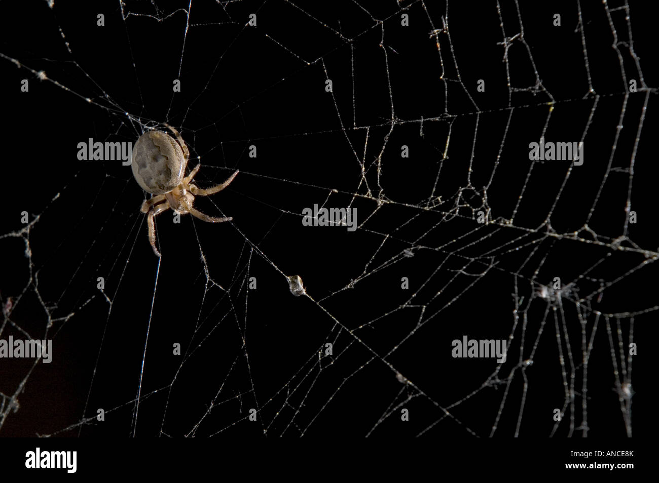 Praying spider hi-res stock photography and images - Alamy
