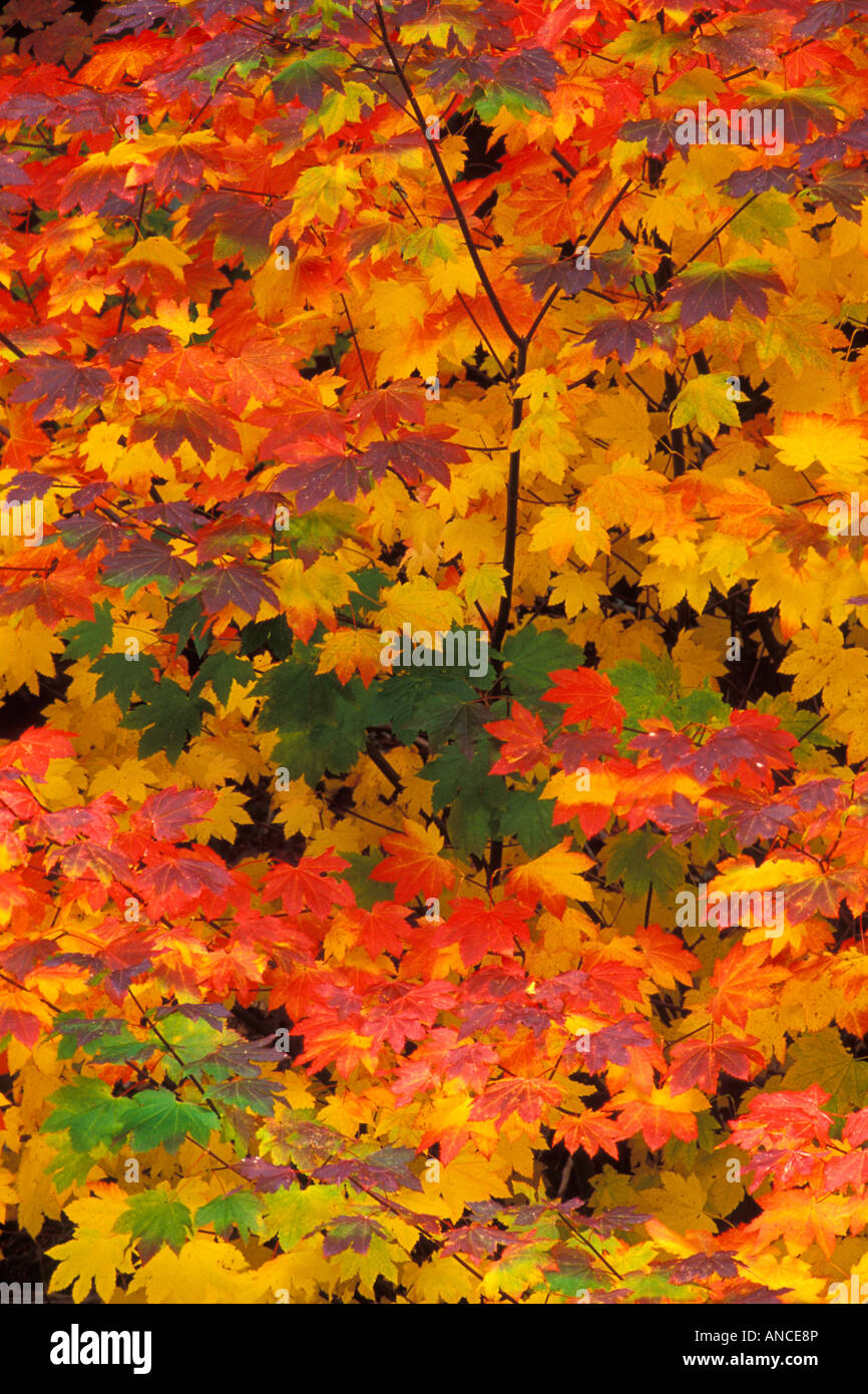 USA, Washington, Mt. Baker/Snoqualmie National Forest, Vine maple fall ...