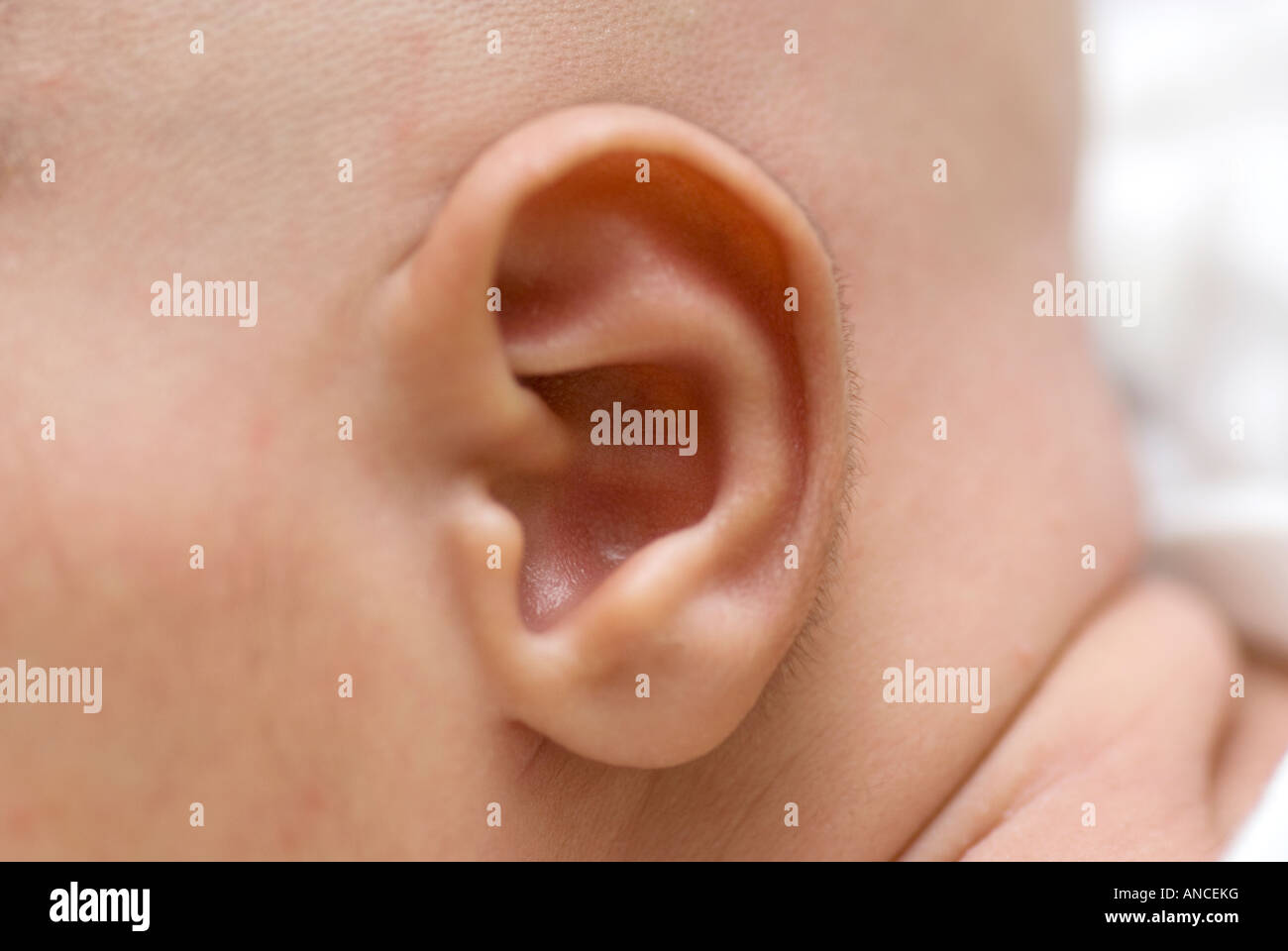 Ears anatomy hi-res stock photography and images - Alamy
