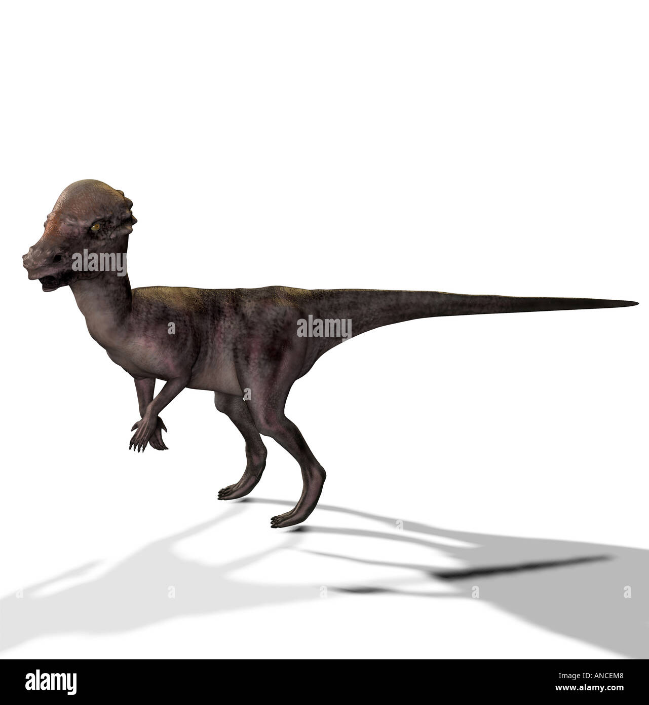 Pachycephalosaurus hi-res stock photography and images - Alamy
