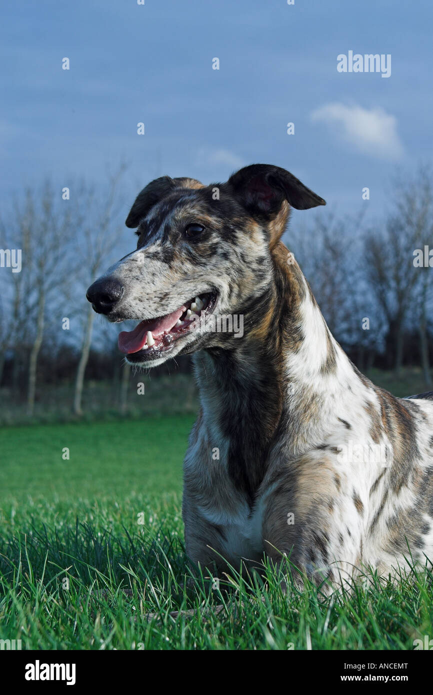 Lurcher lying on grass panting Stock Photo - Alamy