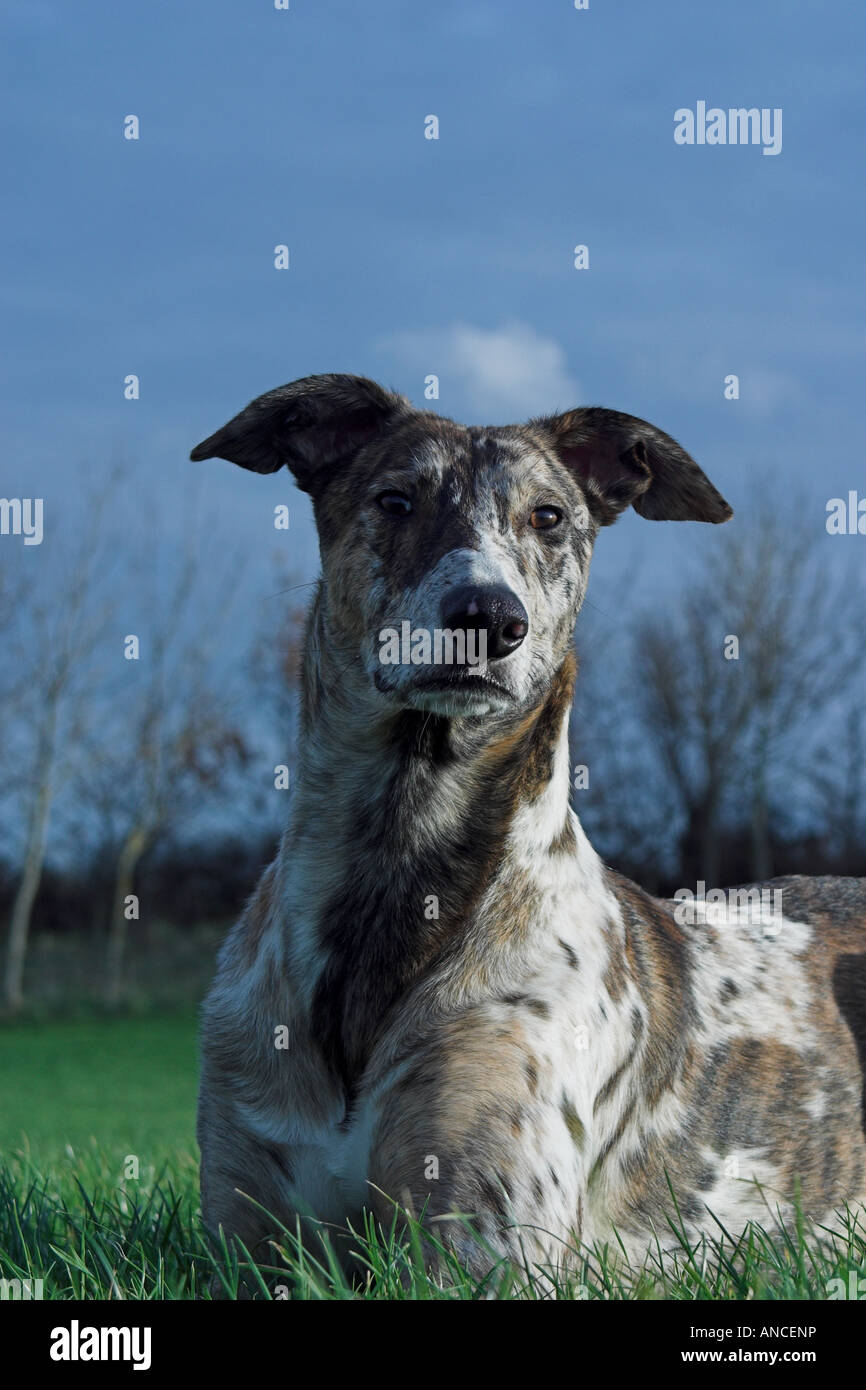 Lurcher lying onsummer grass Stock Photo - Alamy