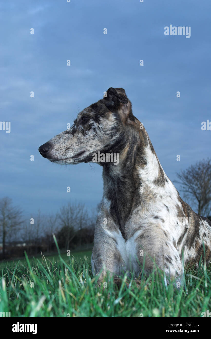 Lurcher lying down hi-res stock photography and images - Alamy