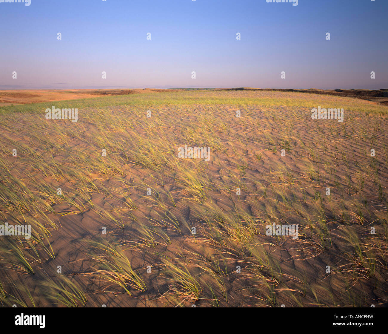 Juniper dunes wilderness hi-res stock photography and images - Alamy