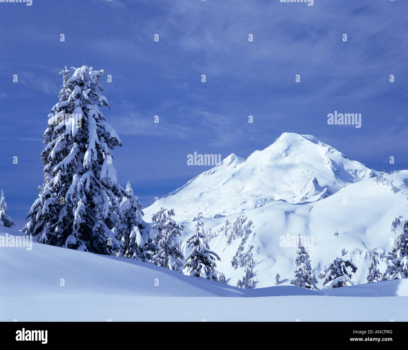 WA, Heather Meadows Recreation Area, Mount Baker view from Kulshan ...