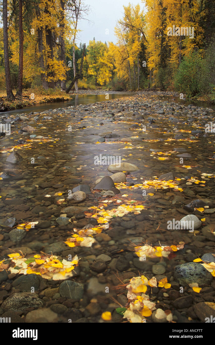 Teanaway forest hi-res stock photography and images - Alamy