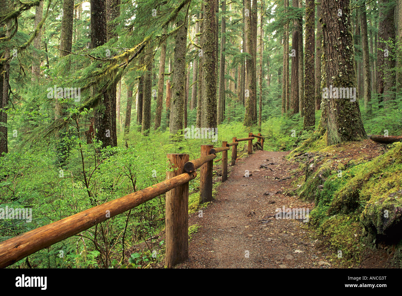 WA, Olympic NP, Sol Duc Valley, rainforest with trail Stock Photo - Alamy