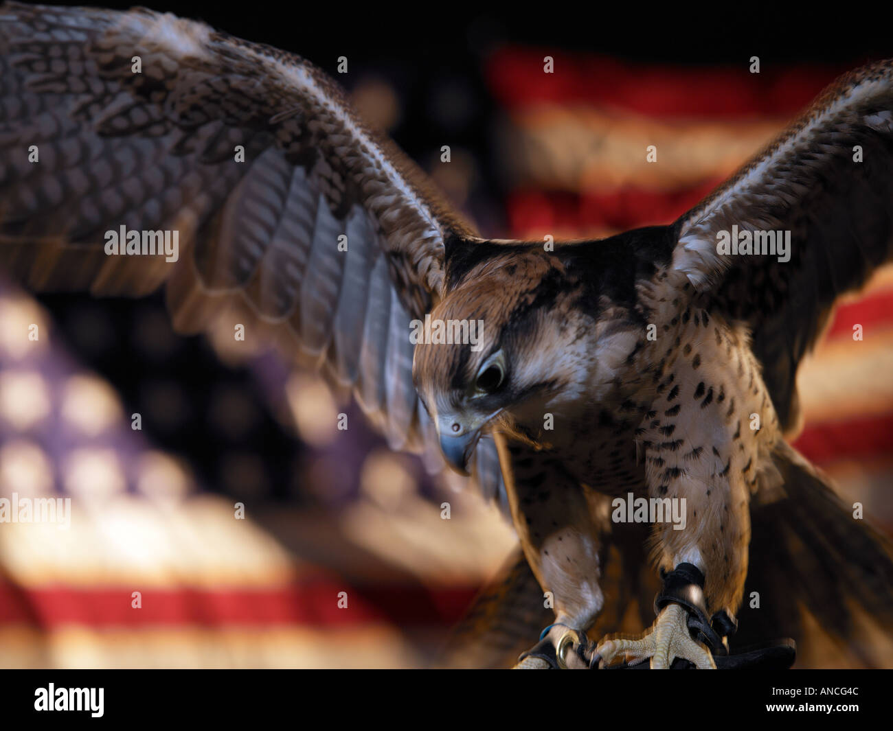 Flying Falcon swooping in front of USA Flag Stock Photo - Alamy