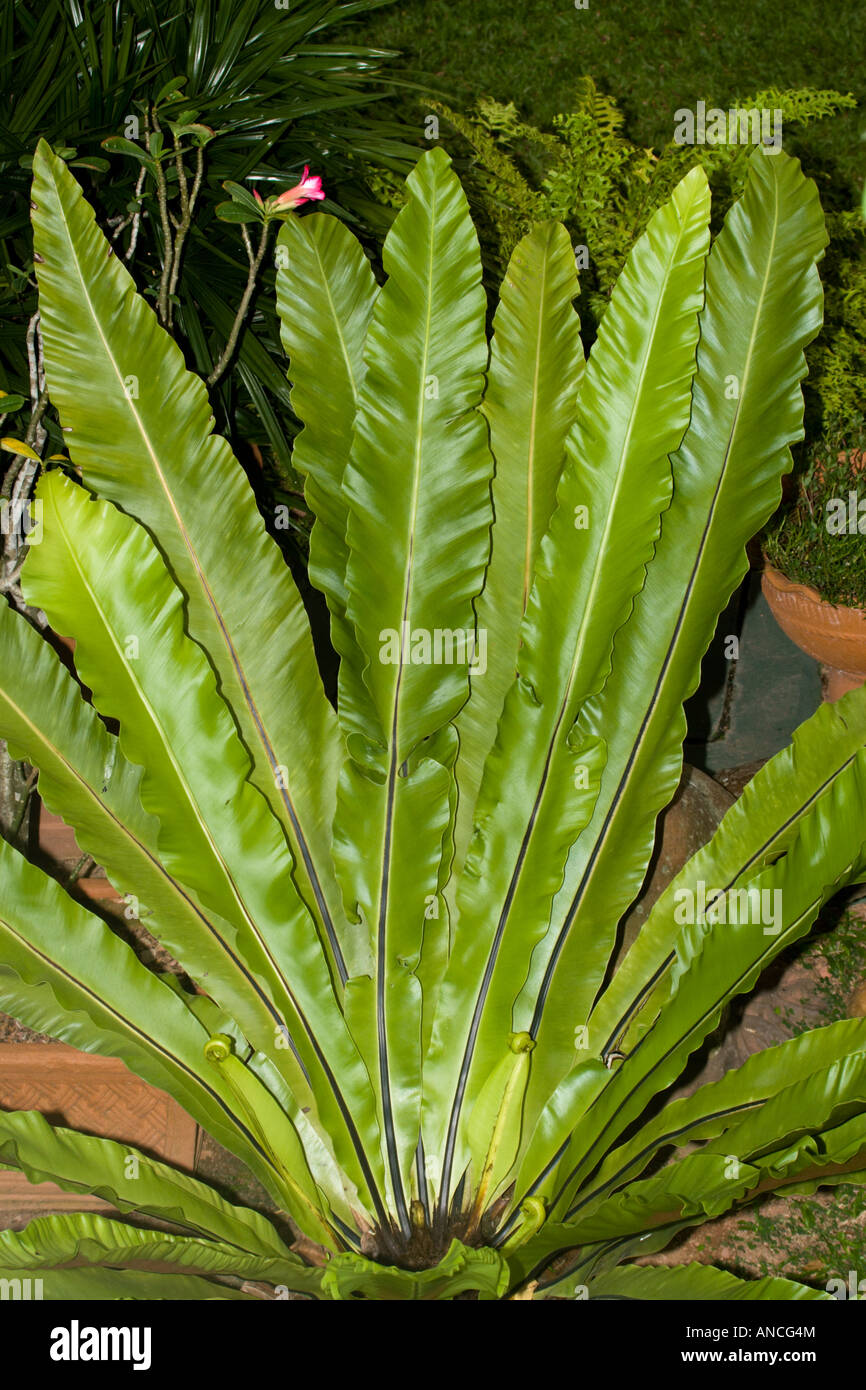 Birds Nest Fern Stock Photo - Alamy