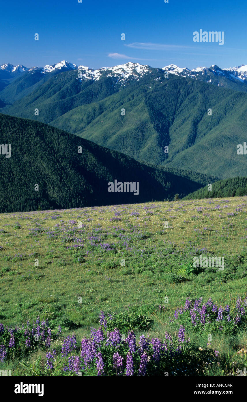 WA, Olympic NP, Olympic Mountain Range and subalpine lupine meadow ...